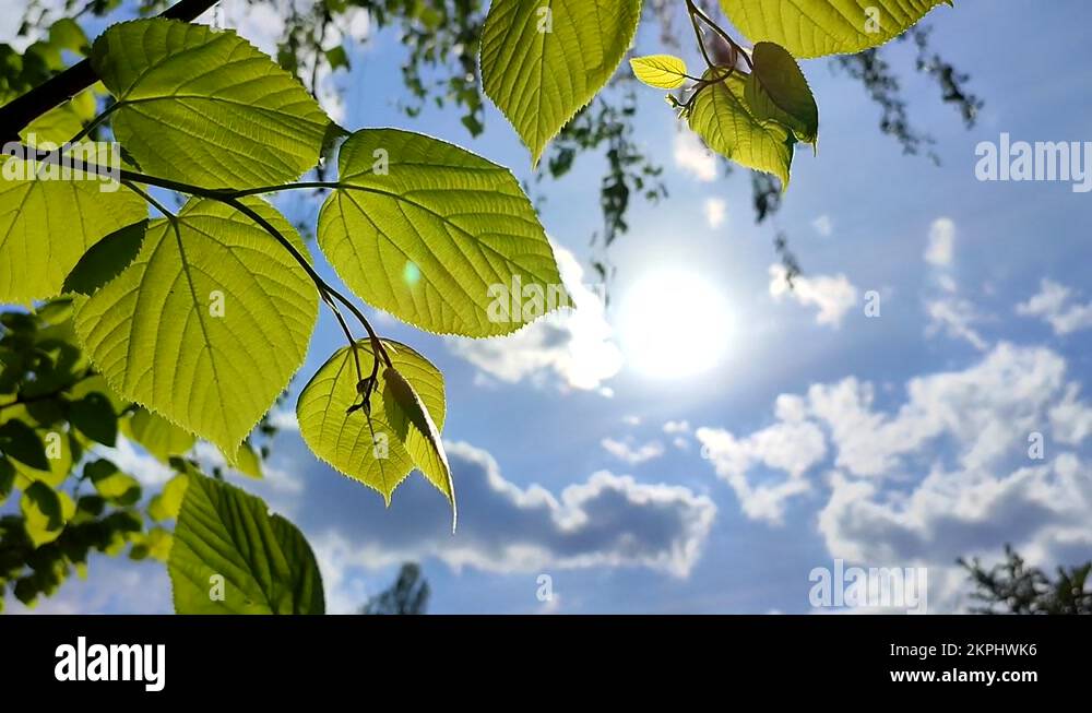 Young fresh linden leaves Stock Videos & Footage - HD and 4K Video ...