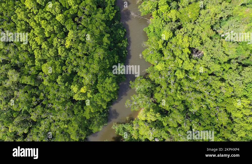 Daintree Rainforest top down aerial of creek and tree canopy ...