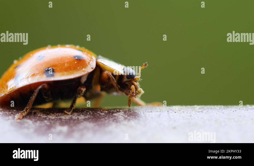 Eye spotted lady beetle Stock Videos & Footage - HD and 4K Video Clips ...