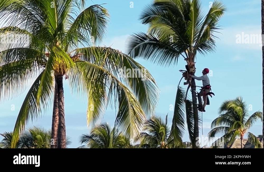 Branches of the harness Stock Videos & Footage - HD and 4K Video Clips ...