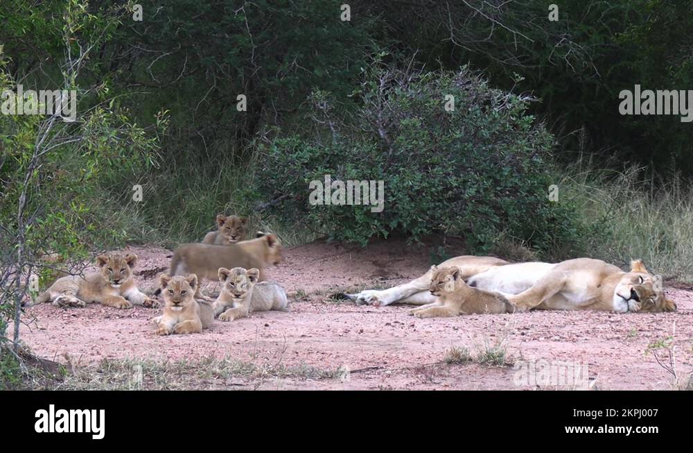 African savanna lion Stock Videos & Footage - HD and 4K Video Clips - Alamy
