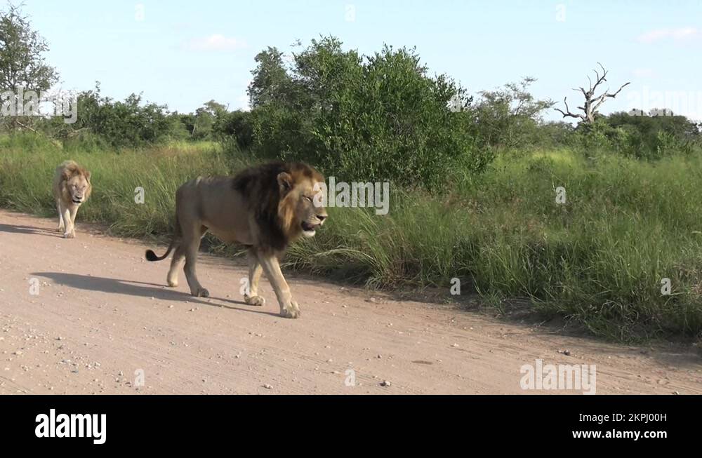 African lions walking Stock Videos & Footage - HD and 4K Video Clips ...
