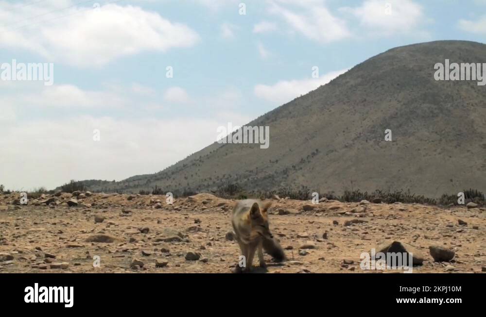 Portrait Of A Culpeo (Andean Fox) In Nonpolar Desert Of Atacama In ...