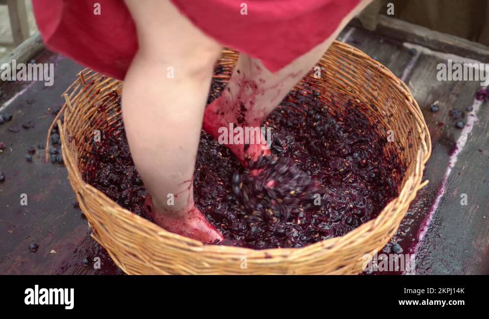 Traditional grape harvest Stock Videos & Footage - HD and 4K Video ...