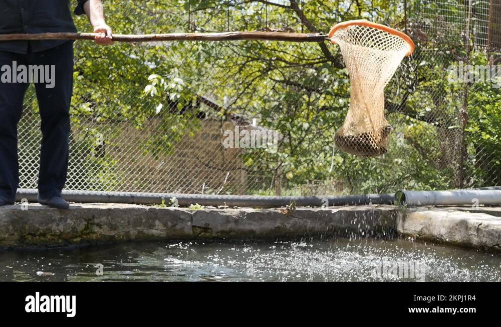 a man catches a lot of large fish with a net in a water tank at a fish ...