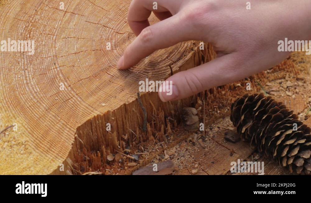 Counting the rings Stock Videos & Footage - HD and 4K Video Clips - Alamy