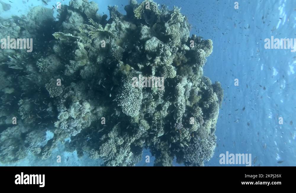Pillar coral Stock Videos & Footage - HD and 4K Video Clips - Alamy