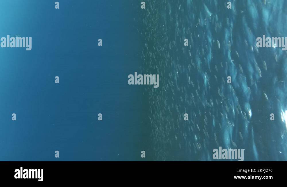 VERTICAL VIDEO: Tropical fishes of various species feeds in the surface ...