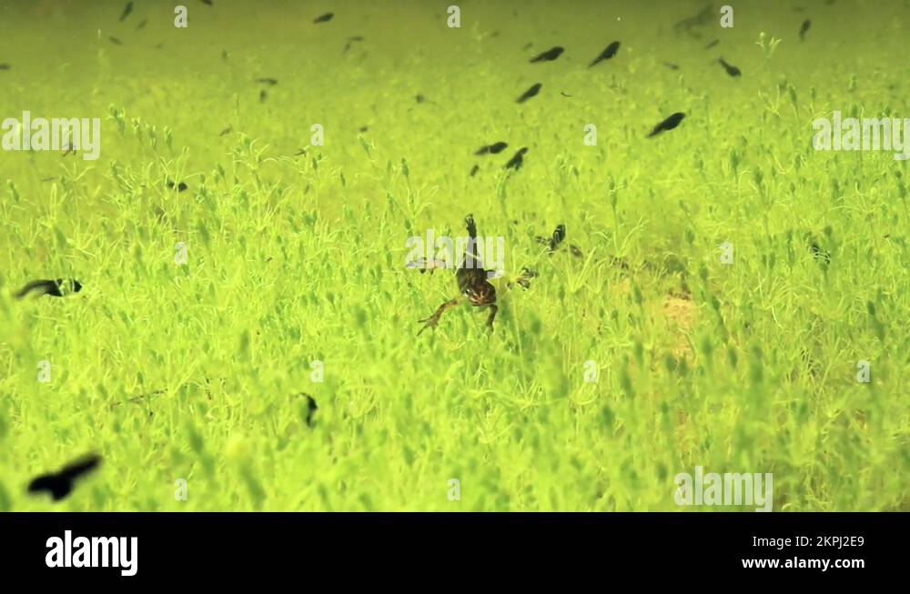 Newt tadpoles pond Stock Videos & Footage - HD and 4K Video Clips - Alamy Newt tadpoles pond Stock Videos & Footage - HD and 4K Video Clips - Alamy