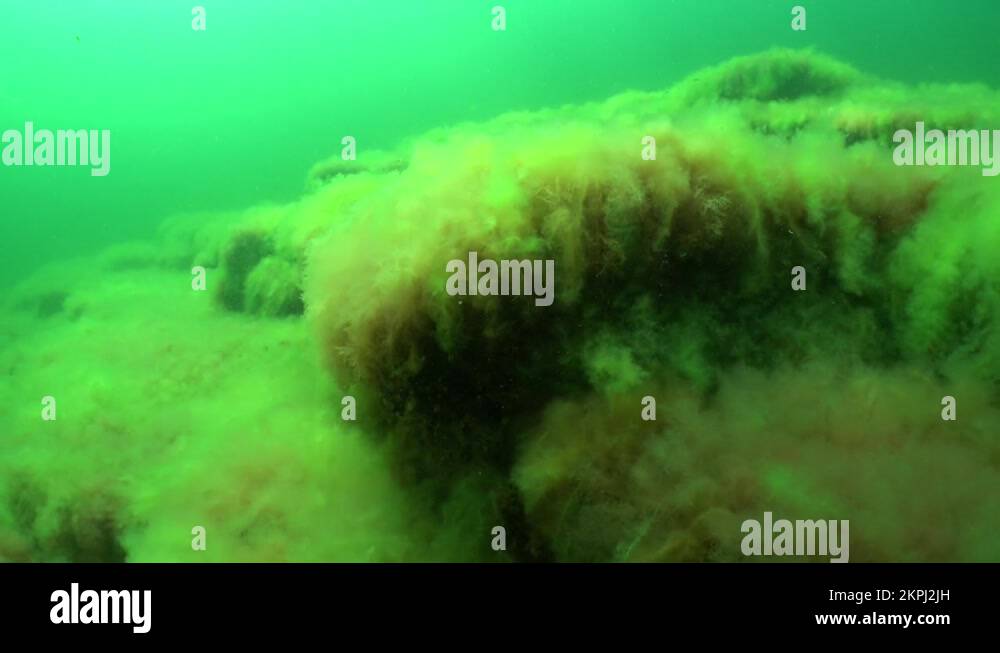 An underwater ridge Stock Videos & Footage - HD and 4K Video Clips - Alamy