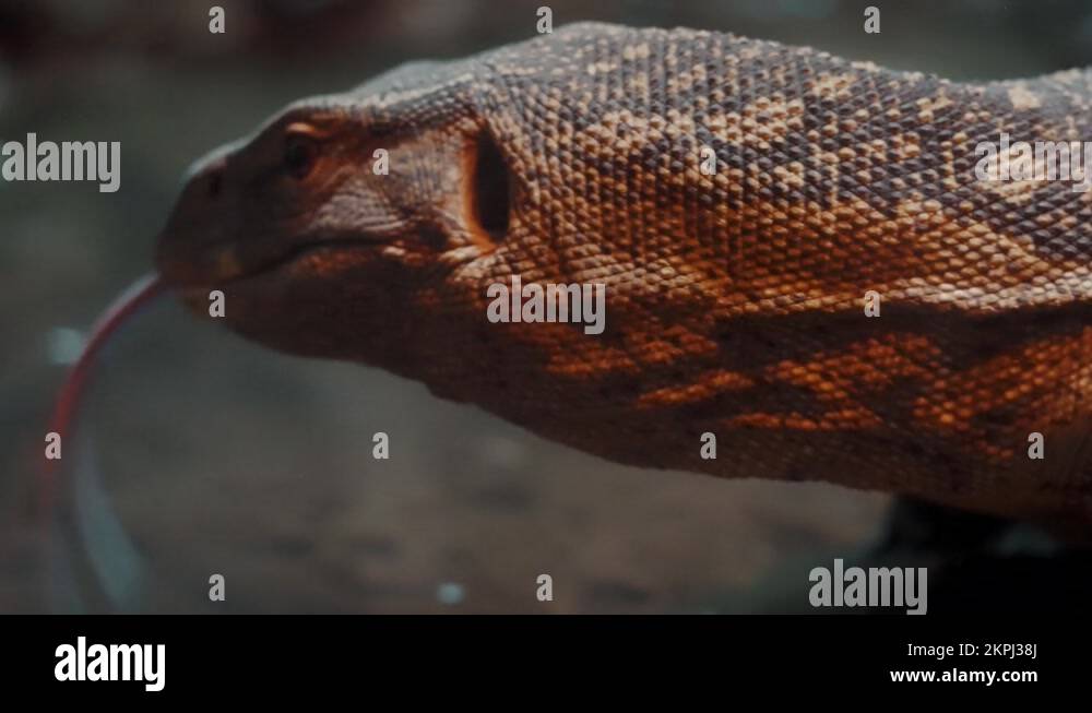 Nile Monitor Lizard Moving Slowly On The Ground And Sticking Its Forked ...