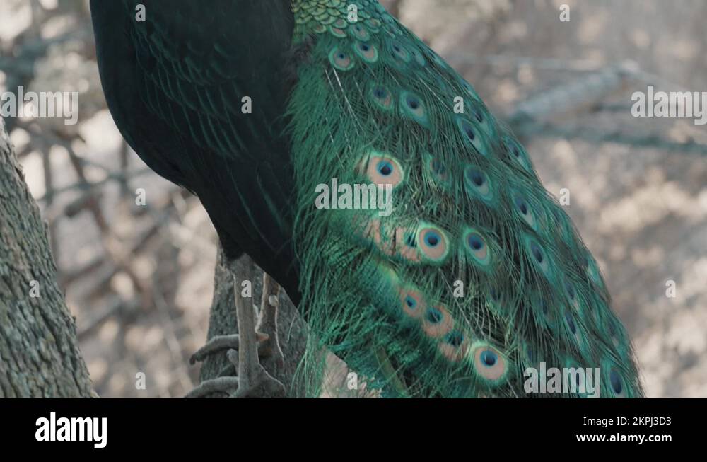 Peacock peahen beautiful colors Stock Videos & Footage - HD and 4K ...