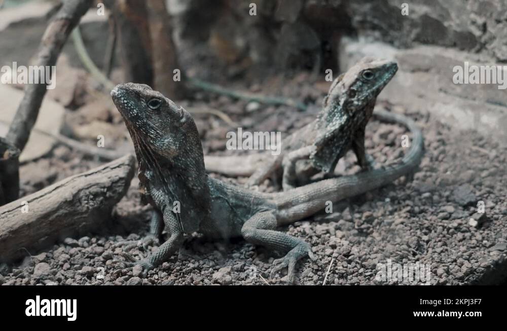 Arboreal lizards Stock Videos & Footage - HD and 4K Video Clips - Alamy