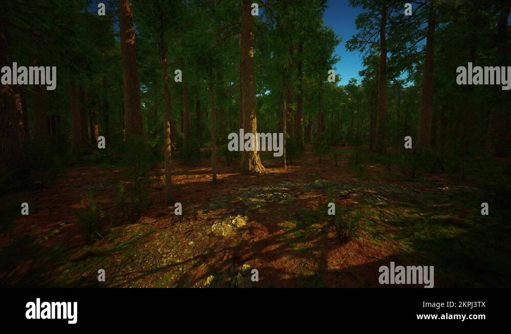 Scale of the giant sequoias of Sequoia National Park Stock Video ...