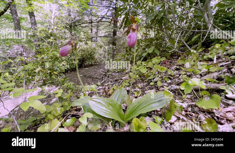 pink lady slipper growing in woodlands of the appalachian and blue ...