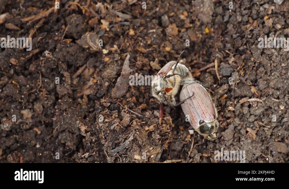 Maybugs Stock Videos & Footage - HD and 4K Video Clips - Alamy