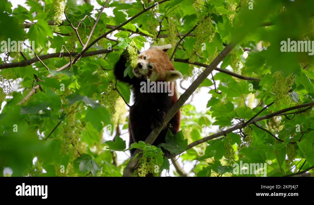 Red Panda In Tree, Rare Endangered Species From Himalayas, Asia, 4K ... Red Panda In Tree, Rare Endangered Species From Himalayas, Asia, 4K ...