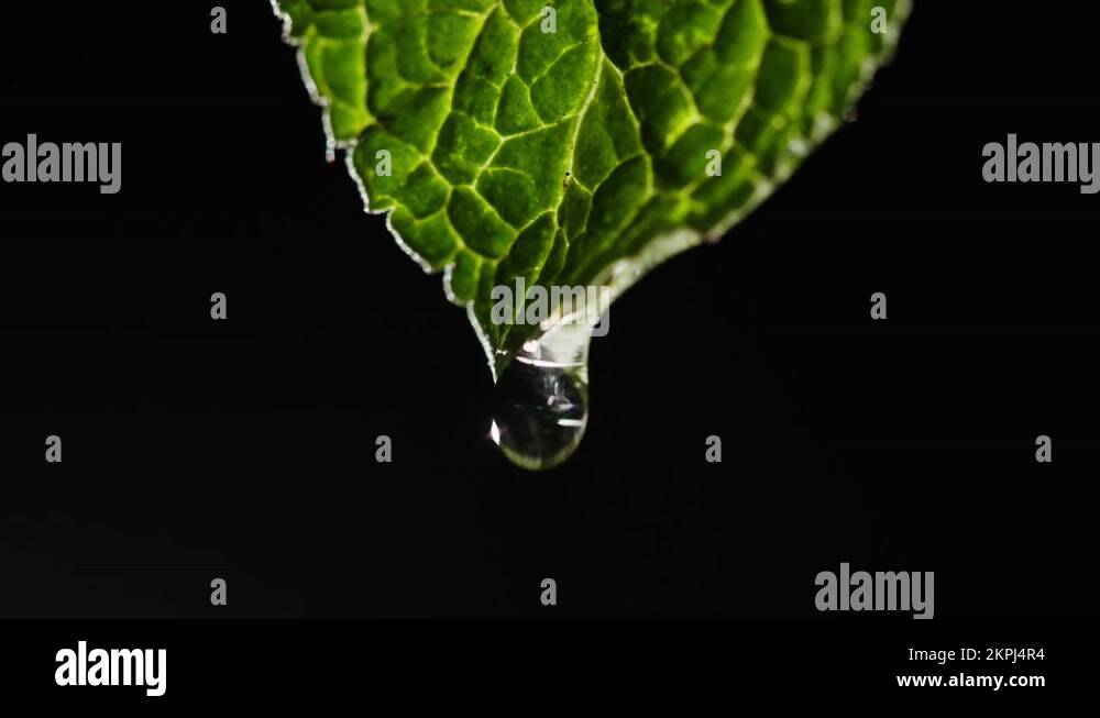 Menthol leaf Stock Videos & Footage - HD and 4K Video Clips - Alamy