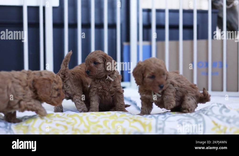 Little goldendoodle Stock Videos & Footage - HD and 4K Video Clips - Alamy