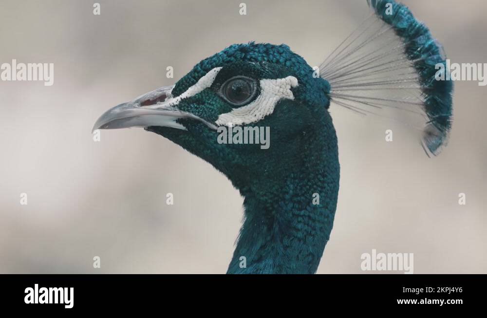 Blue peafowl pavo cristatus male Stock Videos & Footage - HD and 4K Video Clips - Alamy