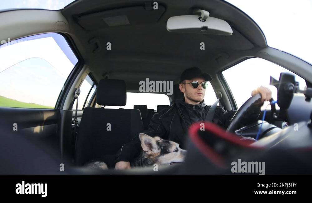 Traveling in a car with a dog, a man is driving with a pet in the ...
