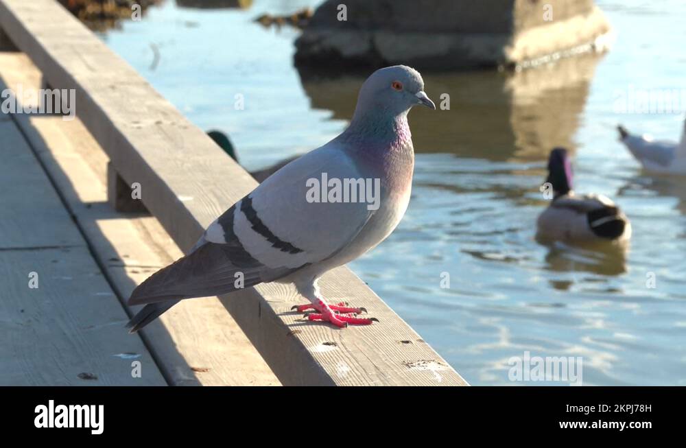 Feral bird Stock Videos & Footage - HD and 4K Video Clips - Alamy
