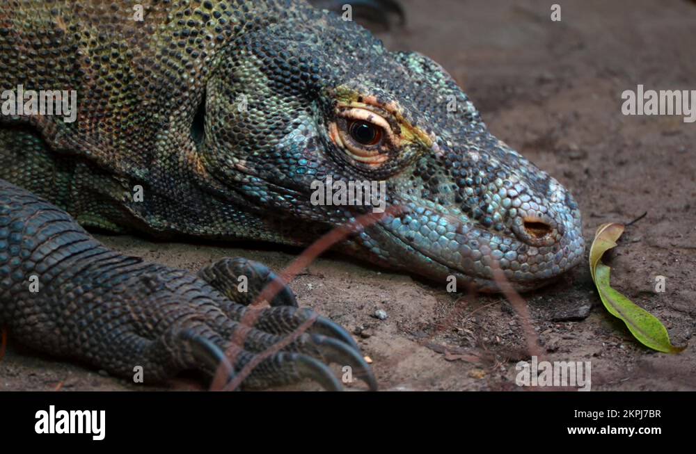 Komodo Dragon Opens Its Eyes, Lizard Species, Wildlife 4K Stock Video ...