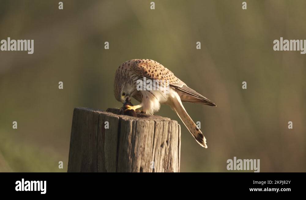 Sharp claw Stock Videos & Footage - HD and 4K Video Clips - Alamy