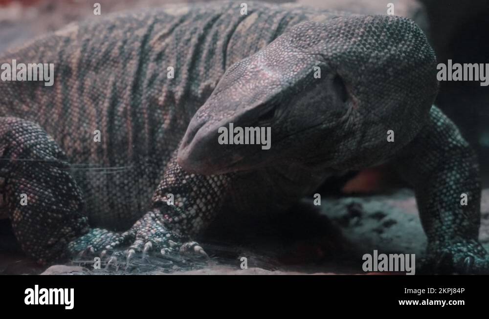 Species of monitor lizard Stock Videos & Footage - HD and 4K Video ...
