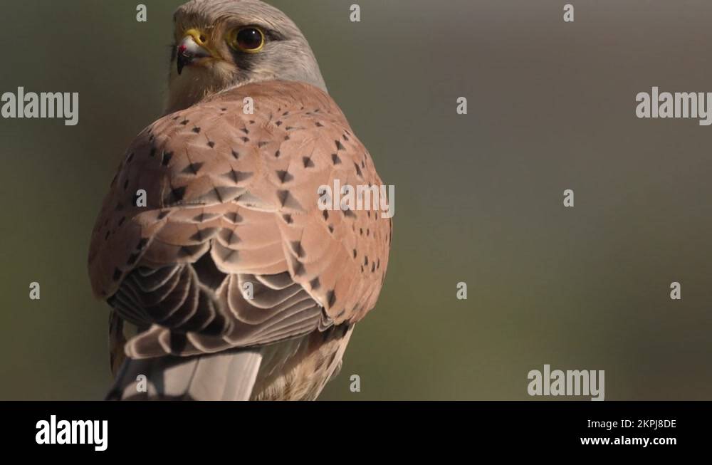 Beautiful female common kestrel falco Stock Videos & Footage - HD and ...