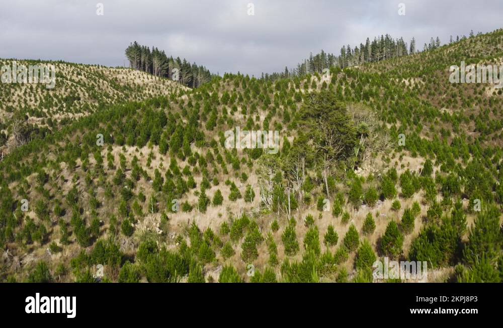 Timber reforestation Stock Videos & Footage - HD and 4K Video Clips - Alamy