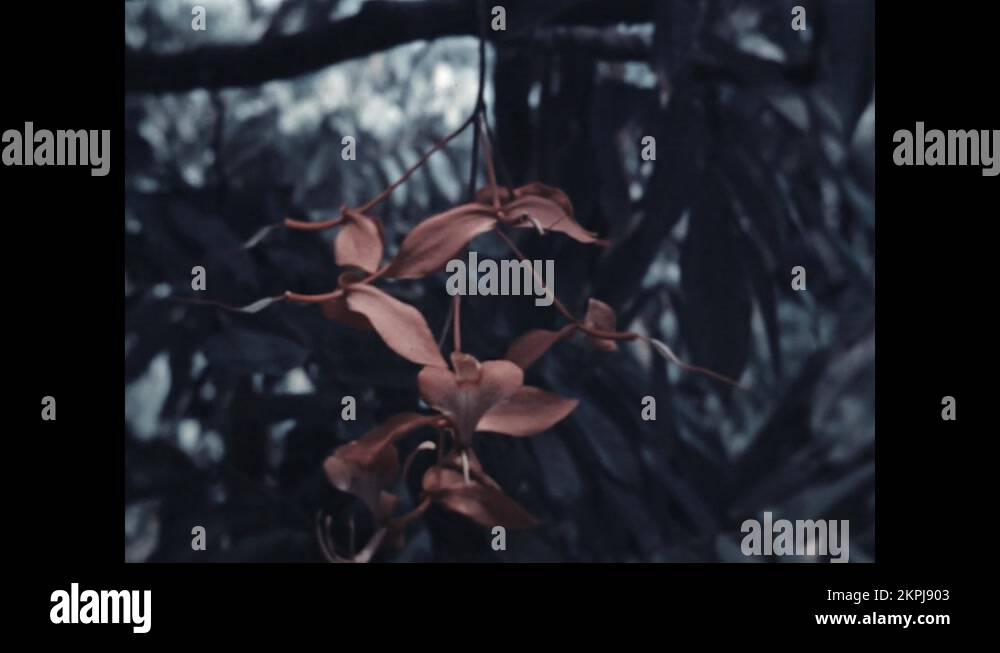 Caribbean flora flowers Stock Videos & Footage - HD and 4K Video Clips ...