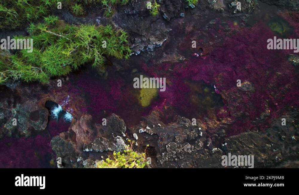 River of seven colors Caño Cristales flowing through a rainforest ...