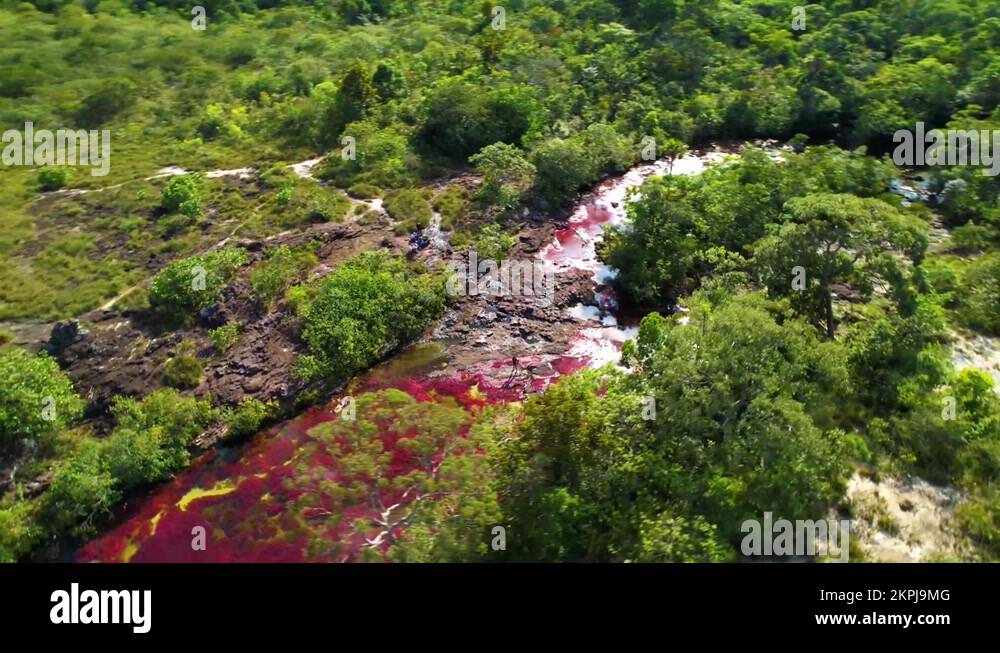 Caño Cristales river of seven colors with distinctive red algae in the ...