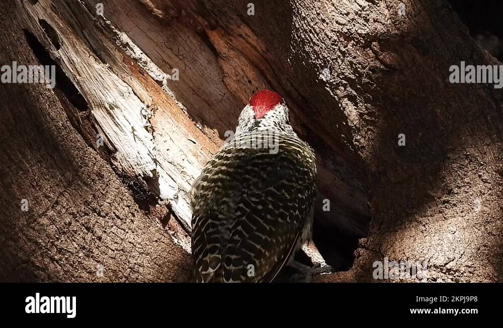 Woodpecker close Stock Videos & Footage - HD and 4K Video Clips - Alamy