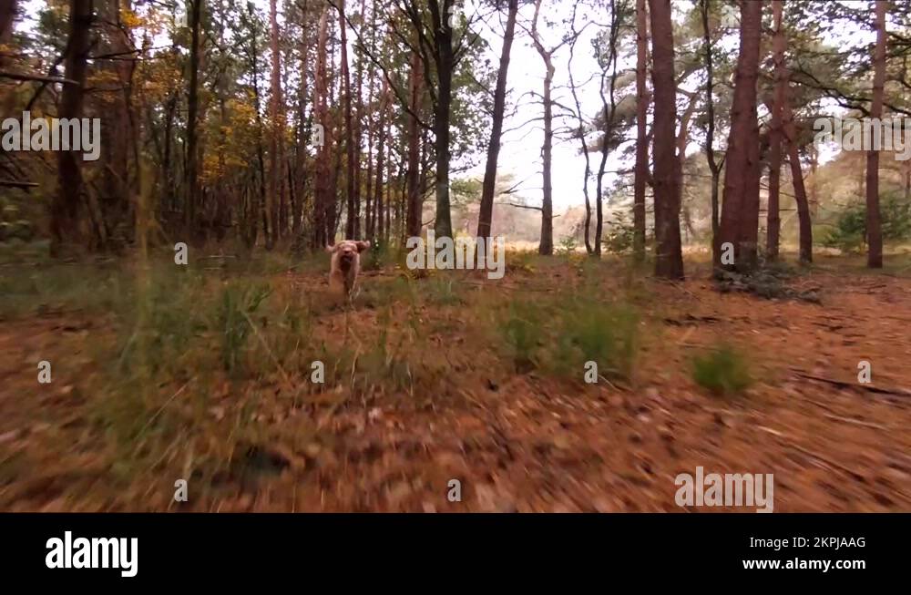 Running labradoodle Stock Videos & Footage - HD and 4K Video Clips - Alamy