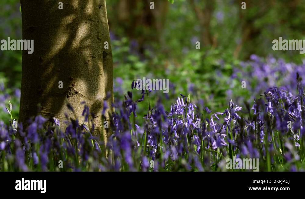 Bluebell woodland light Stock Videos & Footage - HD and 4K Video Clips ...