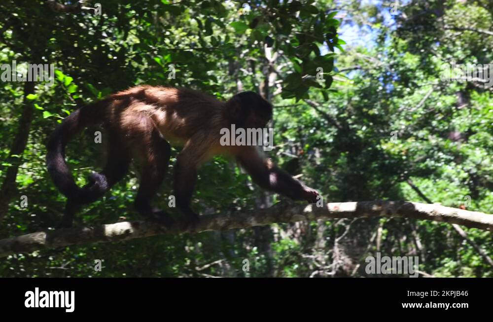 Horizontal animals Stock Videos & Footage - HD and 4K Video Clips - Alamy