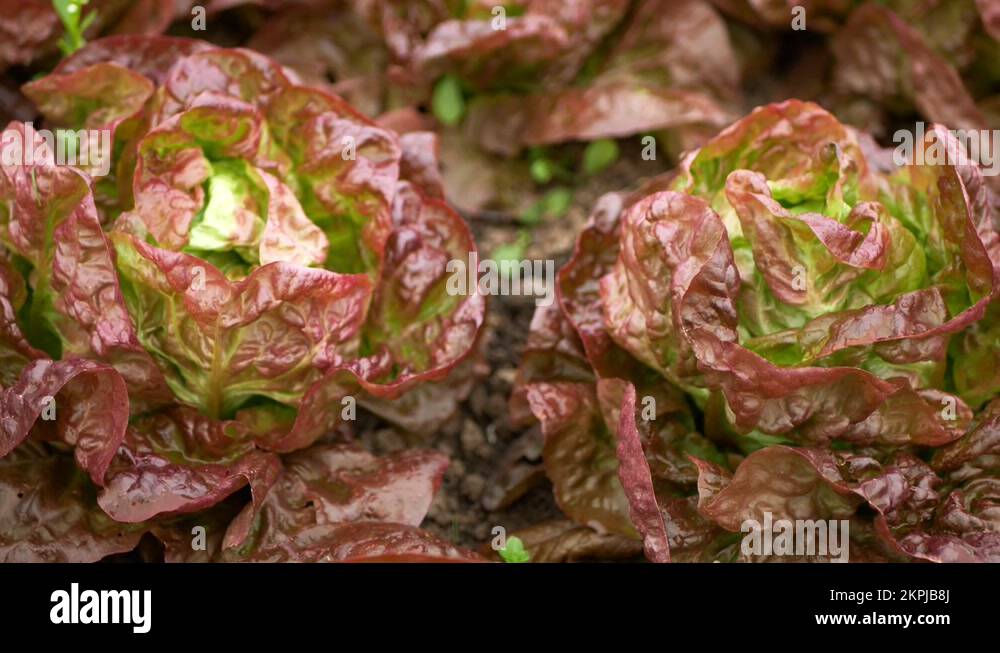 Butterhead lactuca Stock Videos & Footage - HD and 4K Video Clips - Alamy