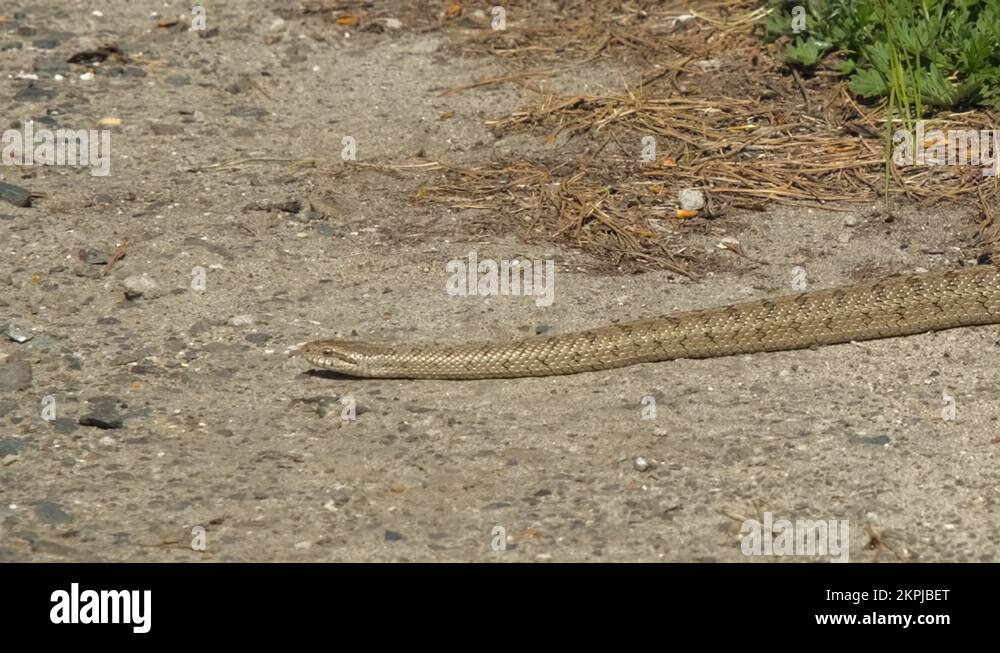 Common brown snake Stock Videos & Footage - HD and 4K Video Clips - Alamy