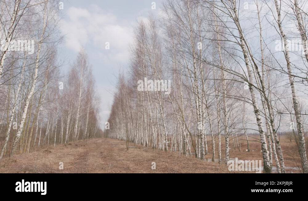 How to grow a new tree from a branch Stock Videos & Footage - HD and 4K ...