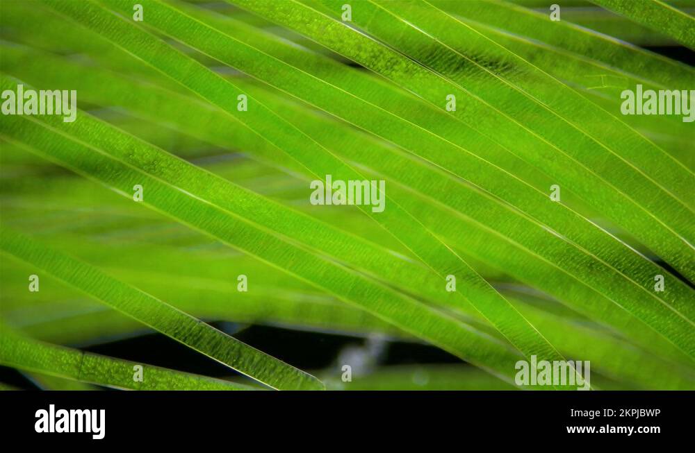 Chloroplast algae spirogyra Stock Videos & Footage - HD and 4K Video ...