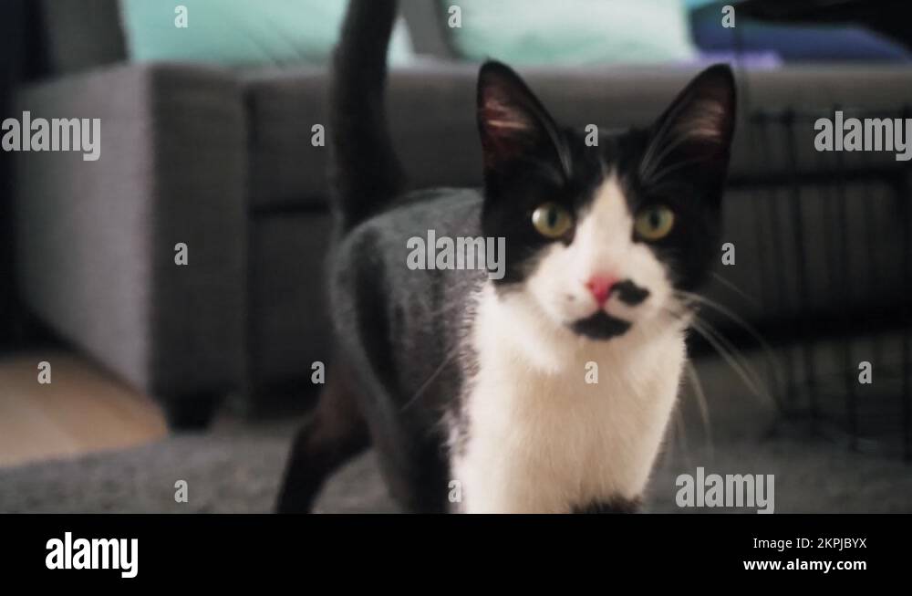 Domestic cat walking indoor Stock Videos & Footage - HD and 4K Video ...