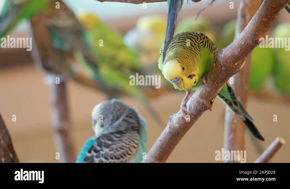 Two Colorful Zebra Parakeets Perching On A Branch With Blur Background ...