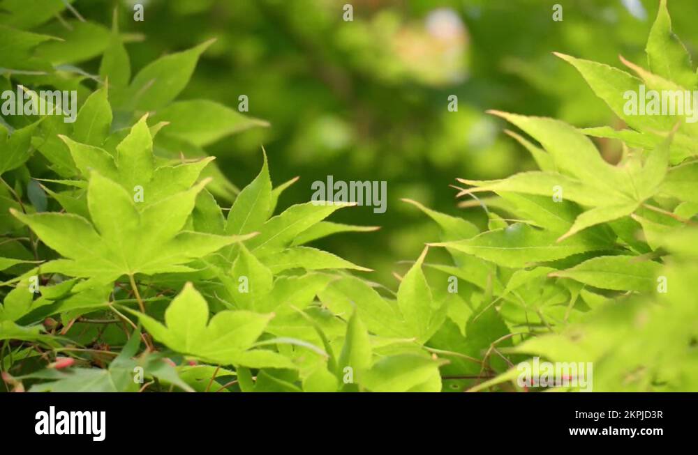 Wind Blowing On Fresh Green Japanese Maple Leaves In Seoul. close up ...