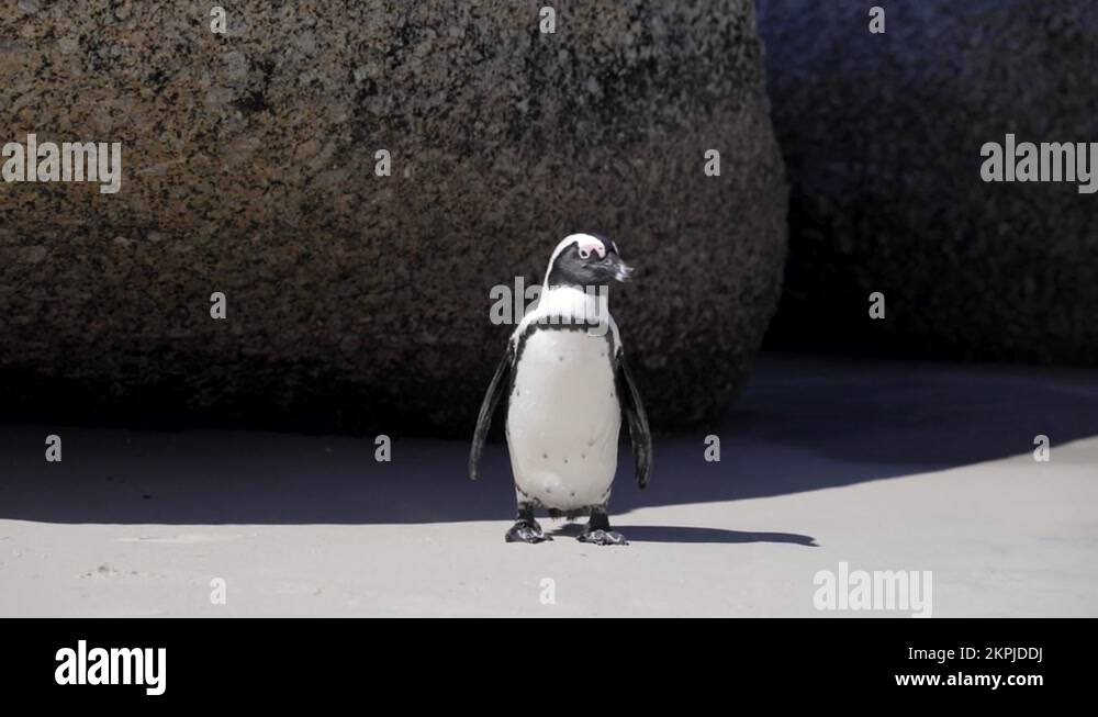 Penguin shaking its head and scratching its back at boulders beach in ...