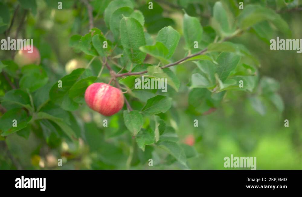 Close up apple tree Stock Videos & Footage - HD and 4K Video Clips - Alamy