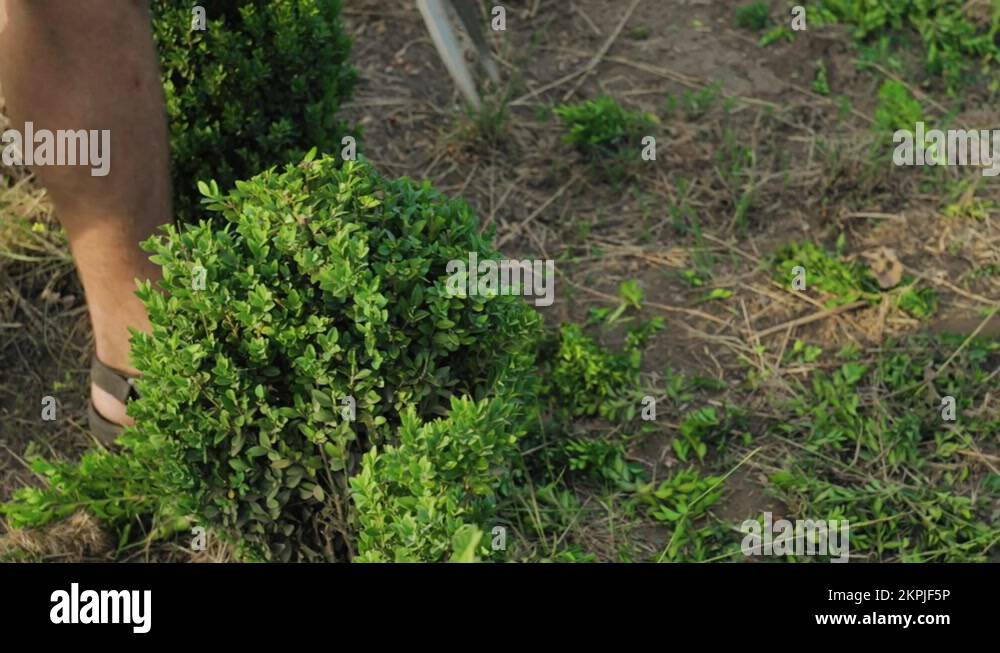 Boxwood rows Stock Videos & Footage - HD and 4K Video Clips - Alamy