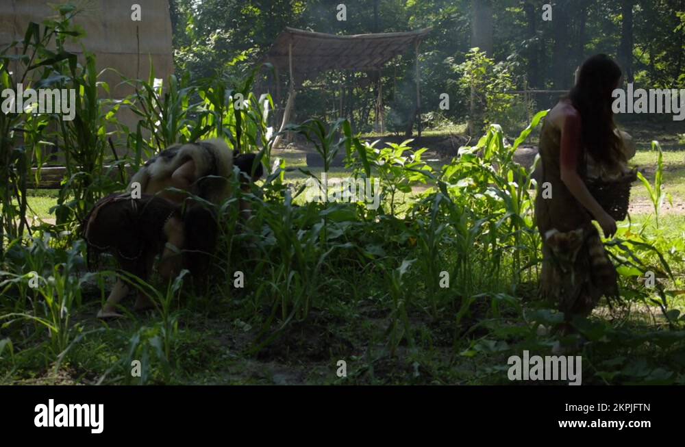 Native American, primitive early American Corn crop and Food Harvesting ...
