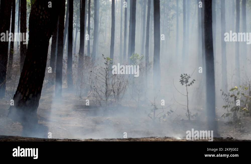 Jungle fire Stock Videos & Footage - HD and 4K Video Clips - Alamy